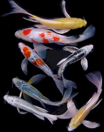 facts around us: koi carp fish | colorful koi fish | japanese koi carp ...