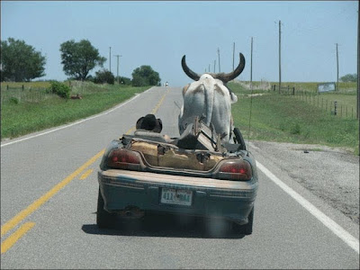 9876 Connecting Bloggers: Funny Man | Taking Cow in Car | Amazing ...