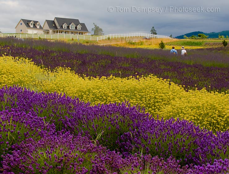 Suasana Kebun Lavender