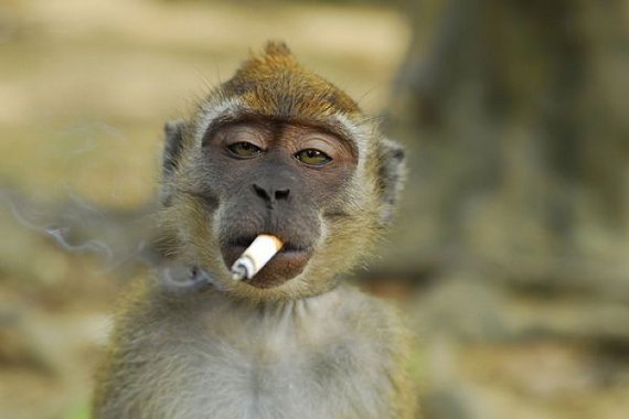 animal cold cute: Monkeys Addicted to Cigarettes - Funny Photos