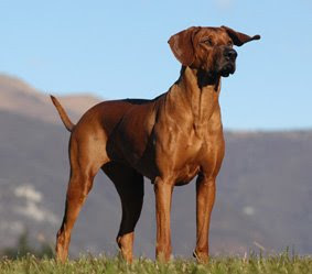 EL MUNDO DE NUESTRO GRAN AMIGO EL PERRO: RHODESIAN RIDGEBAK