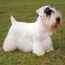EL MUNDO DE NUESTRO GRAN AMIGO EL PERRO: SEALYHAM TERRIER