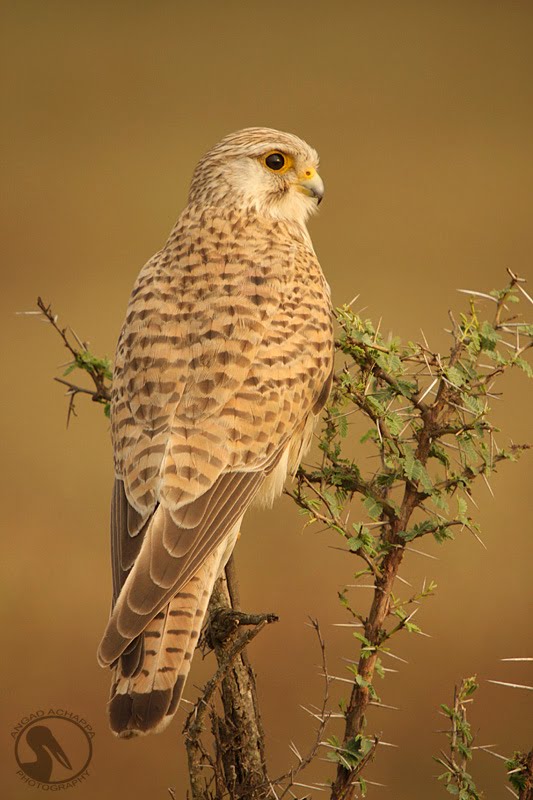 Wildlife photography: Lovely Lady - Common Kestrel (female)