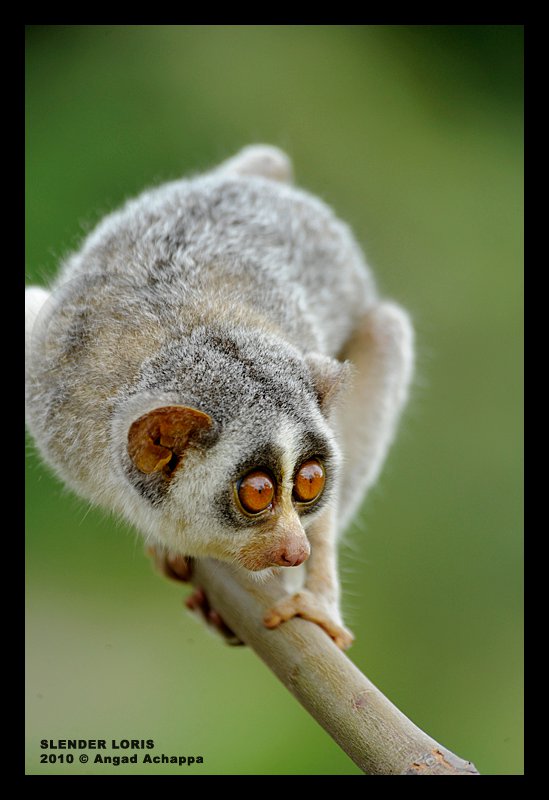 Wildlife photography: Slender Loris