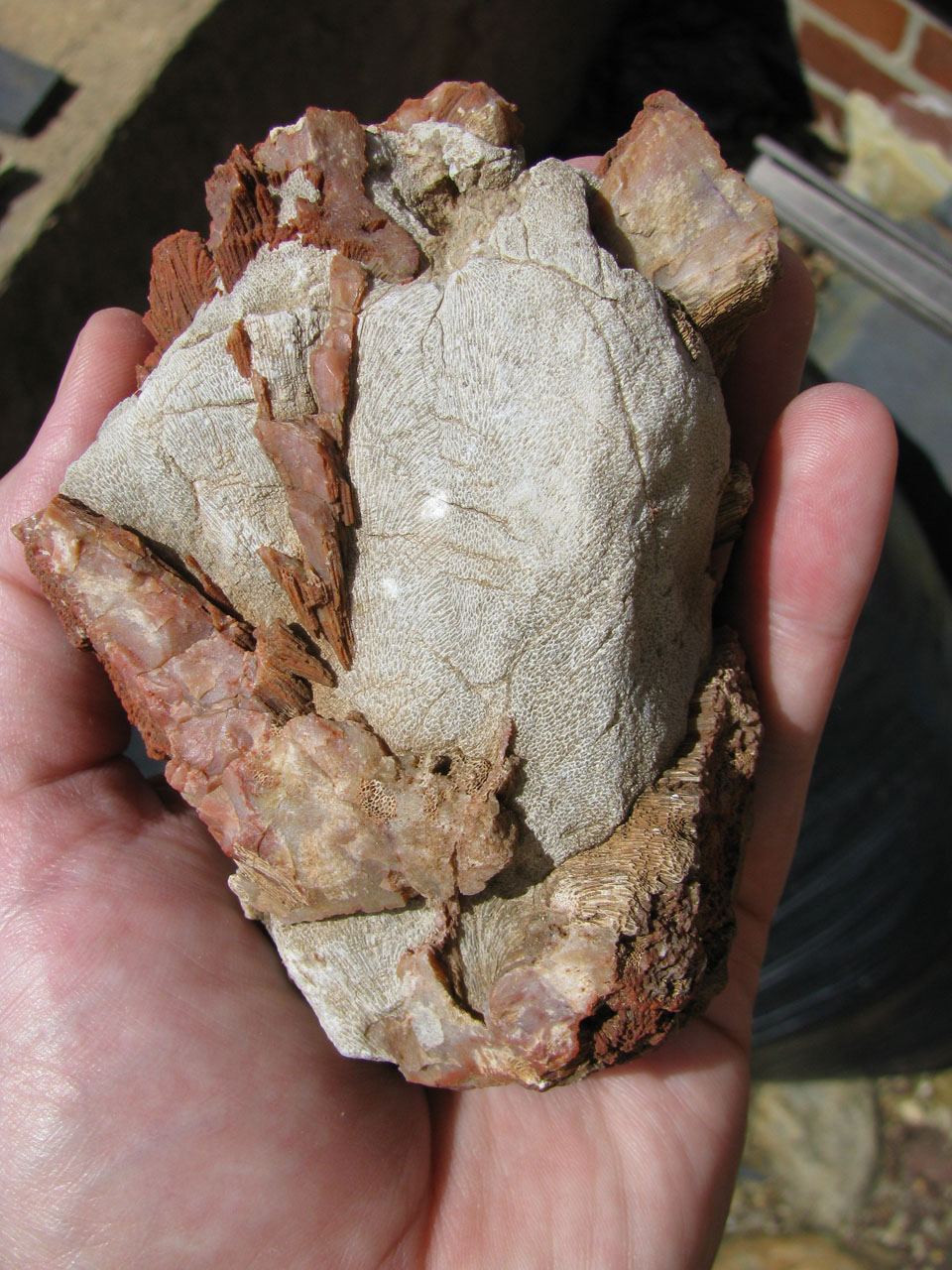 Views of the Mahantango: Agatized Coral