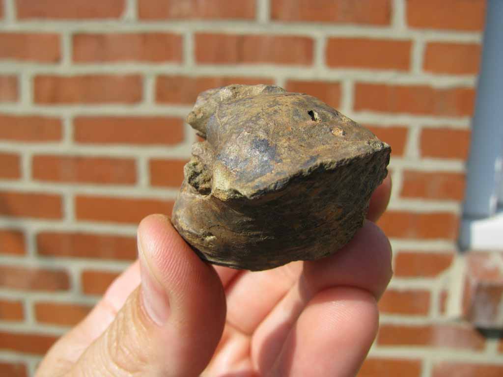 Views of the Mahantango: Large spiriferids from the Mahantango