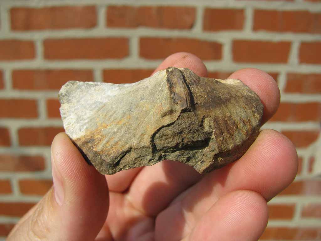 Views of the Mahantango: Large spiriferids from the Mahantango