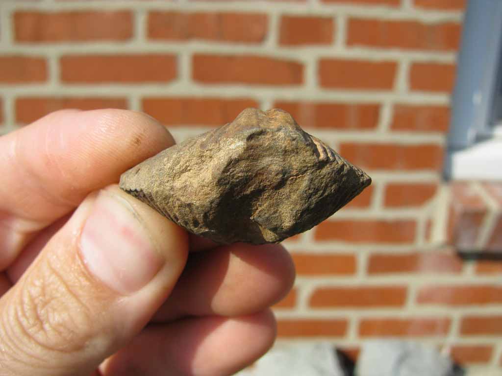 Views of the Mahantango: Large spiriferids from the Mahantango