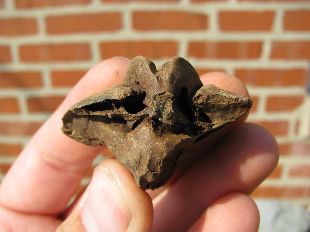 Views of the Mahantango: Large spiriferids from the Mahantango