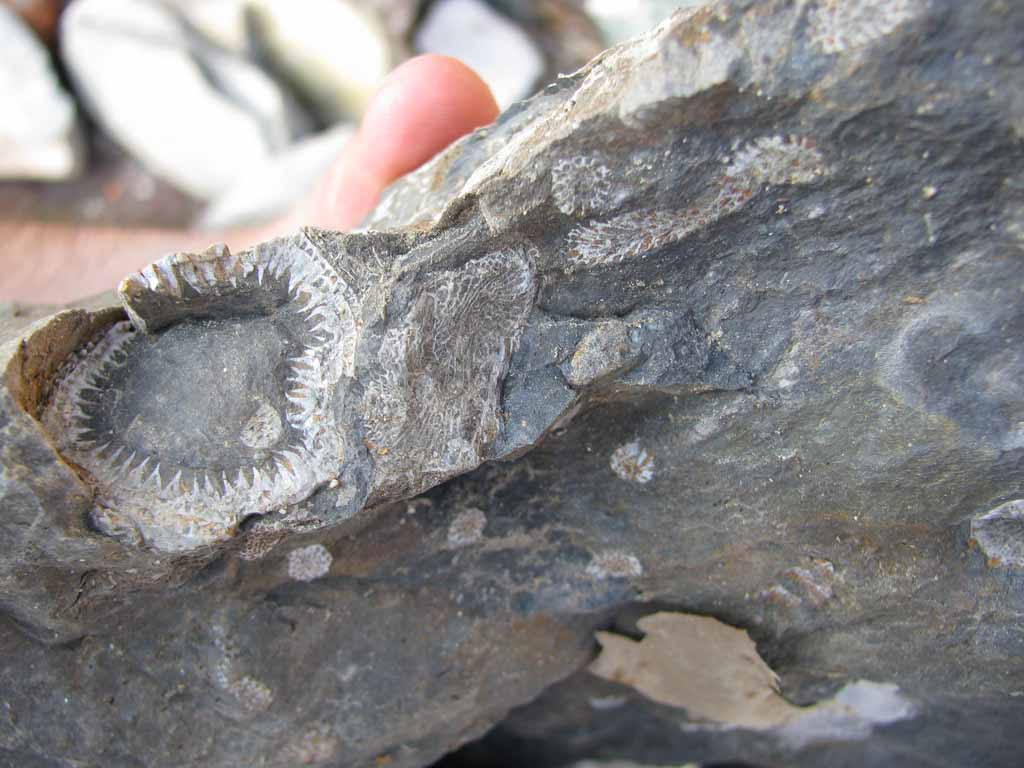 Views of the Mahantango: "Centerfield coral reef"
