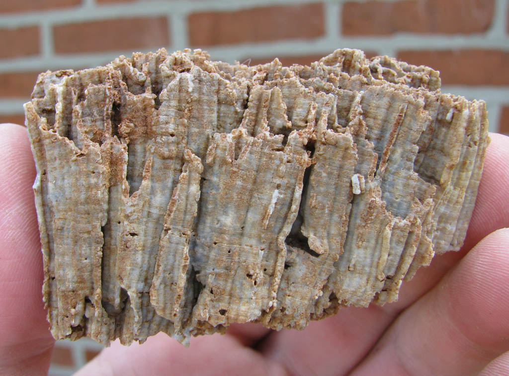 Views of the Mahantango: Halysites