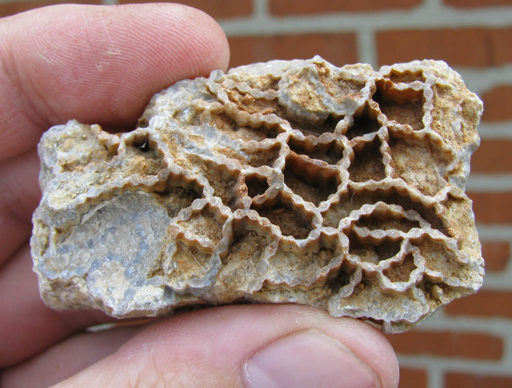 Views of the Mahantango: Halysites