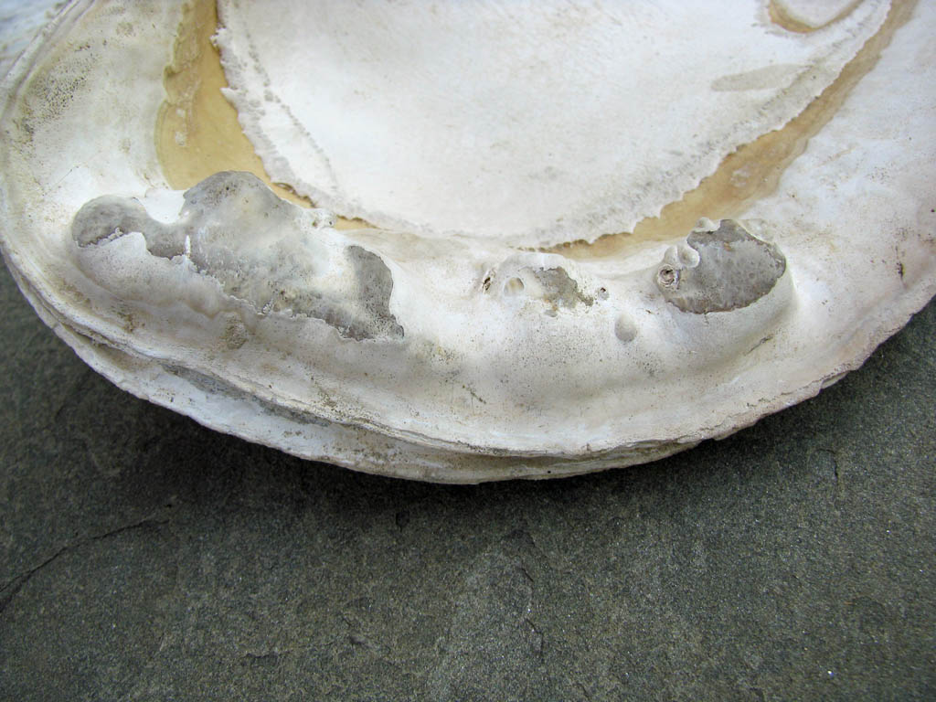 Views of the Mahantango: Panopea