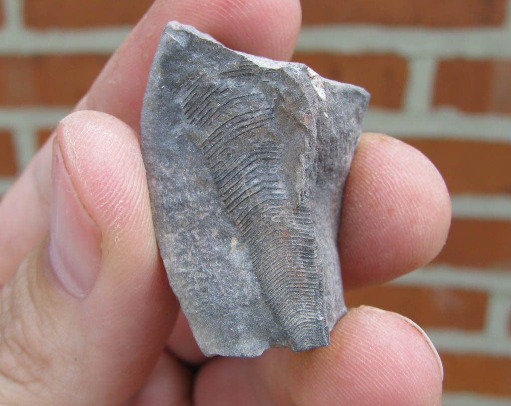 Views of the Mahantango: Conulariida