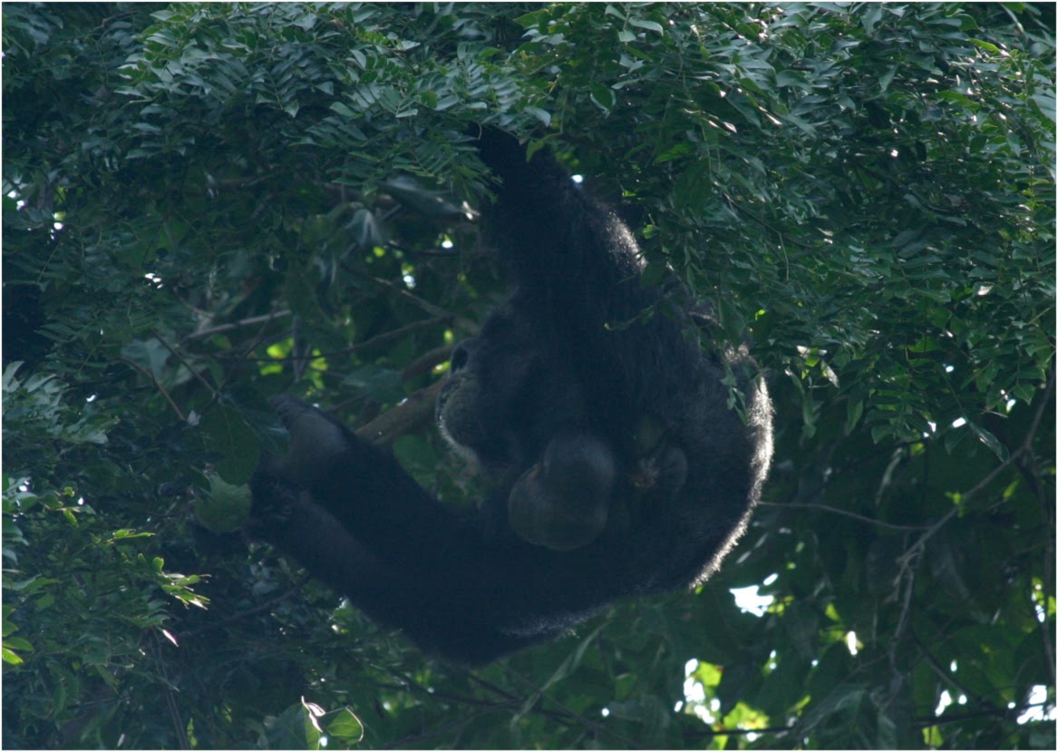 JOURNAL OF A CHIMPANZEE CHASER: August 2010