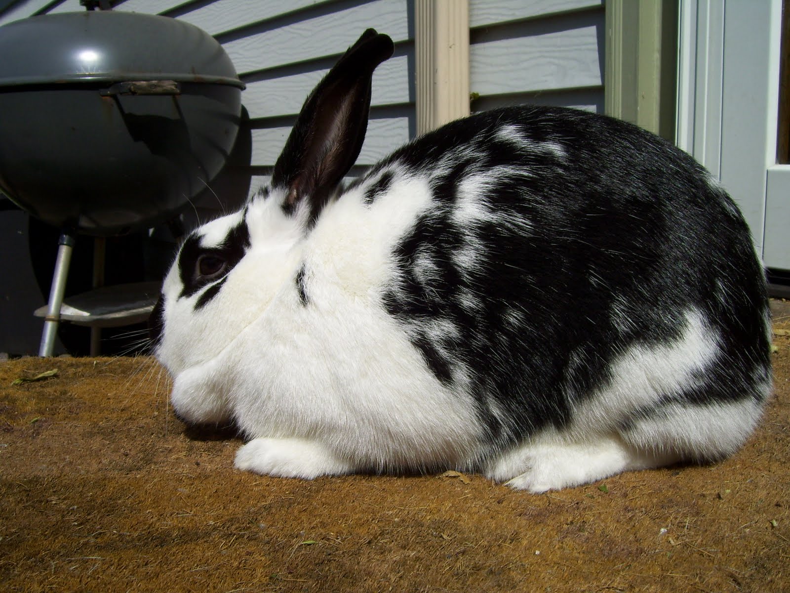 Blanc de Hotot Rabbits: Blanc de Hotot x Californian cross UPDATE
