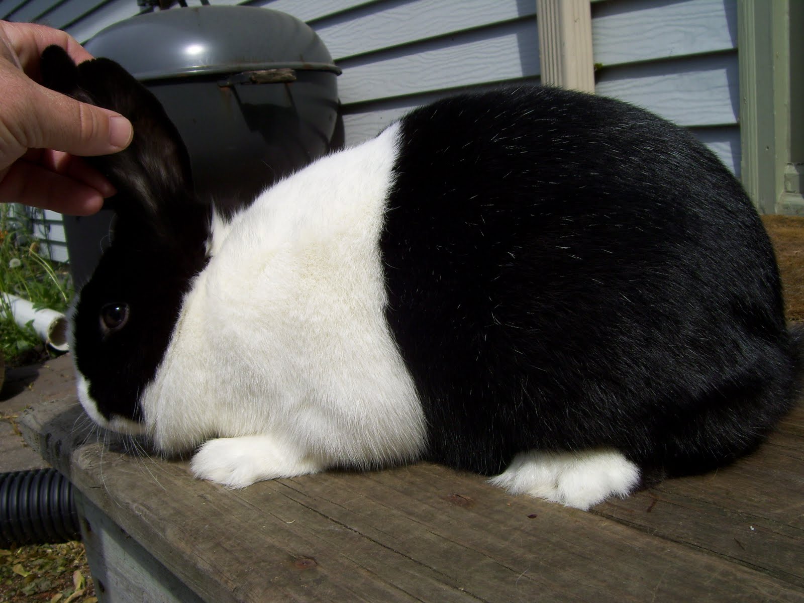 Blanc de Hotot Rabbits: Californian x Beveren cross UPDATE