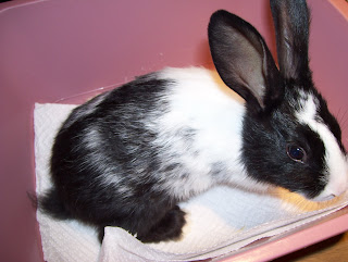 Blanc de Hotot Rabbits: Blanc de Hotot - Sport rabbit piebald marked