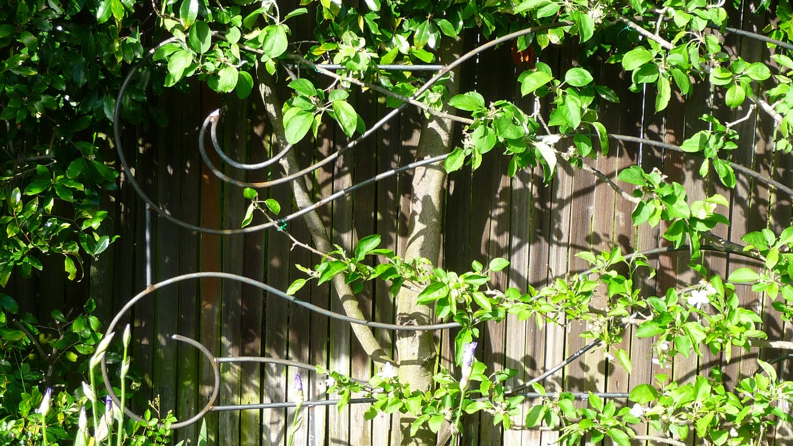 Living Iron: Garden Vine Screen