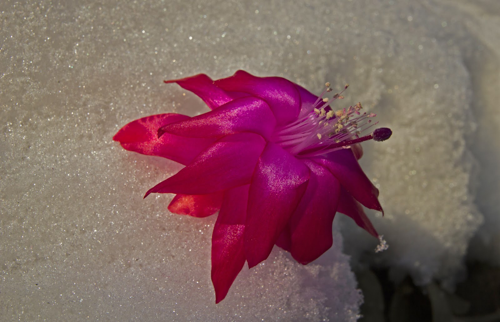 FancyPhotos: Flori de iarna