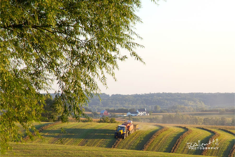 The Project Continues: Hay Making