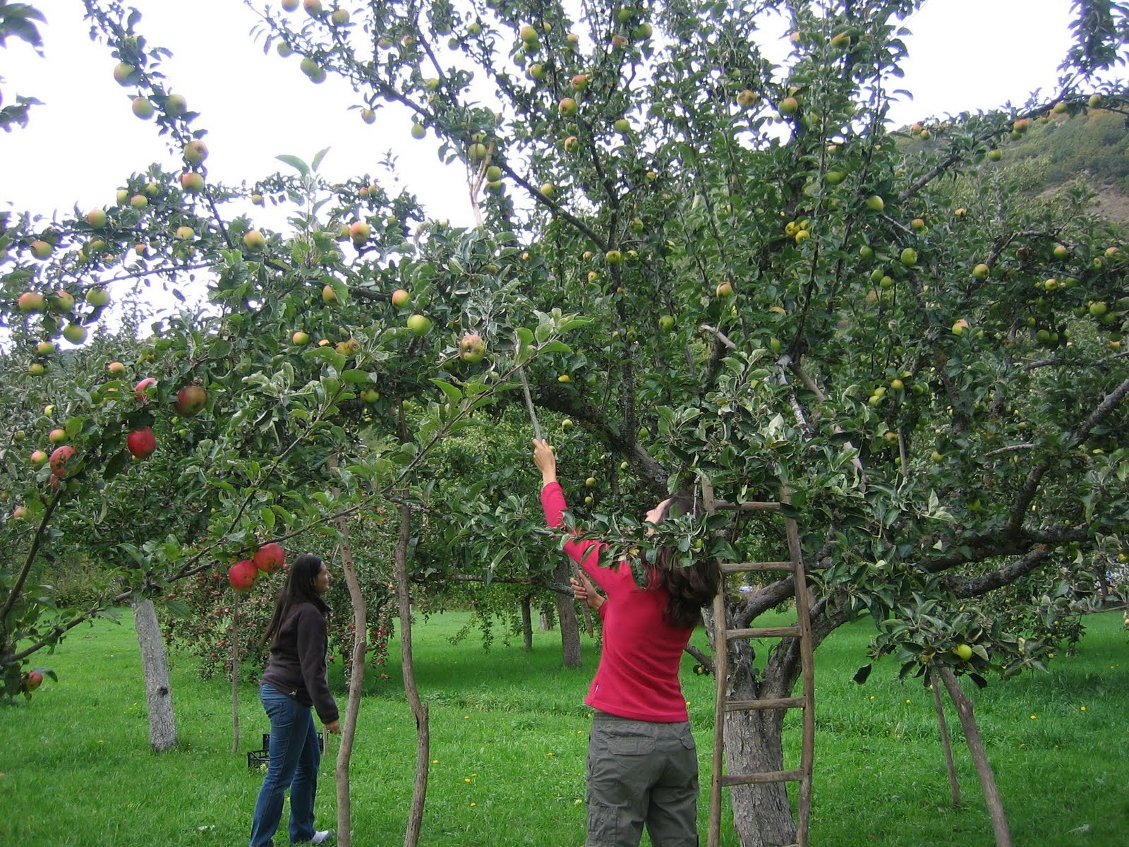 alidei: Tiempo de cosecha / Time for harvesting
