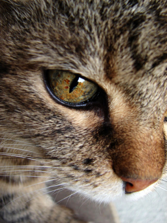 The Photographic Experience: Elements: Fill the Frame