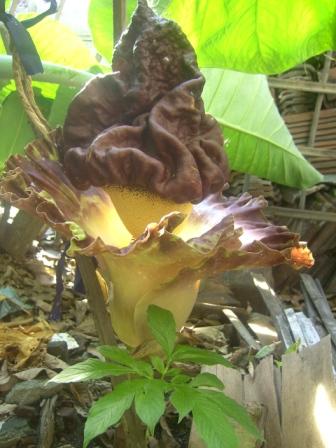 Bunga Bangkai (Amorphophallus Campanulatus Bl) ~ Hello World