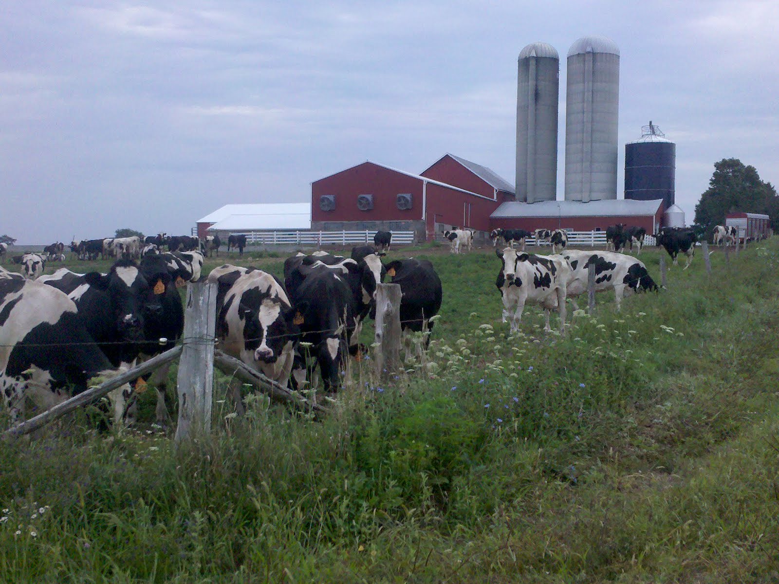 Summer 2014: Familiar Dairy Farm Scenes in Wisconsin