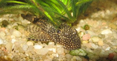 totul despre pestii de acvariu: Pesti de apa dulce sanitari