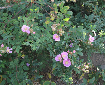 California Gardens: California Native Rose