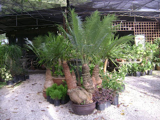 Kenali Pokok Paku Gunung / Paku Aji / Bogak / Cycas