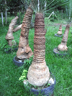 Kenali Pokok Paku Gunung / Paku Aji / Bogak / Cycas