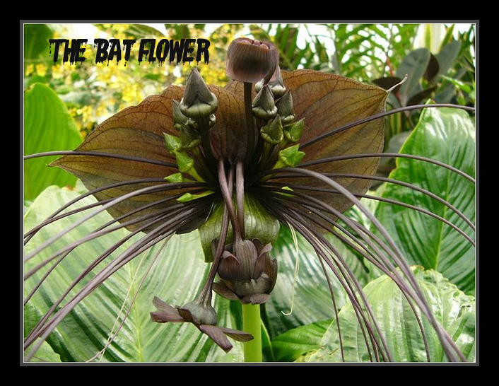 City Blossoms: Scary and Creepy Flowers