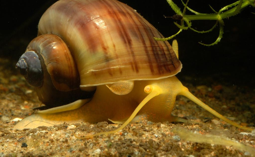 Cara Mudah Pengendalian Hama Keong Mas pada tanaman Padi | -Petani TOP-