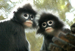 Land and Life of Tripura: Living with the Spectacle monkey (contd.)