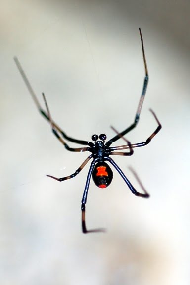 Kingdom Of Fife: Backyard Bugs . . . Black Widow Spider