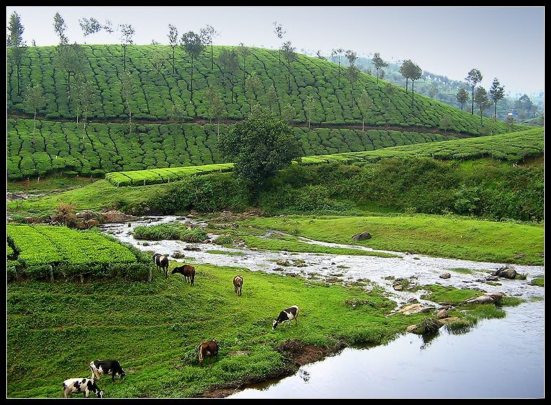 Valparai: Wonderland In India
