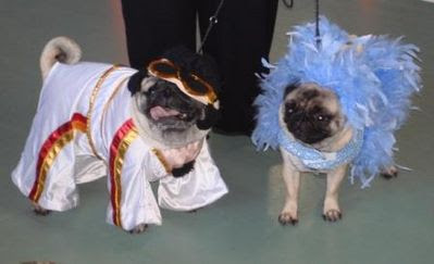 Dallas Fort Worth Pug Rescue: Countdown to PugOWeen on Saturday ...