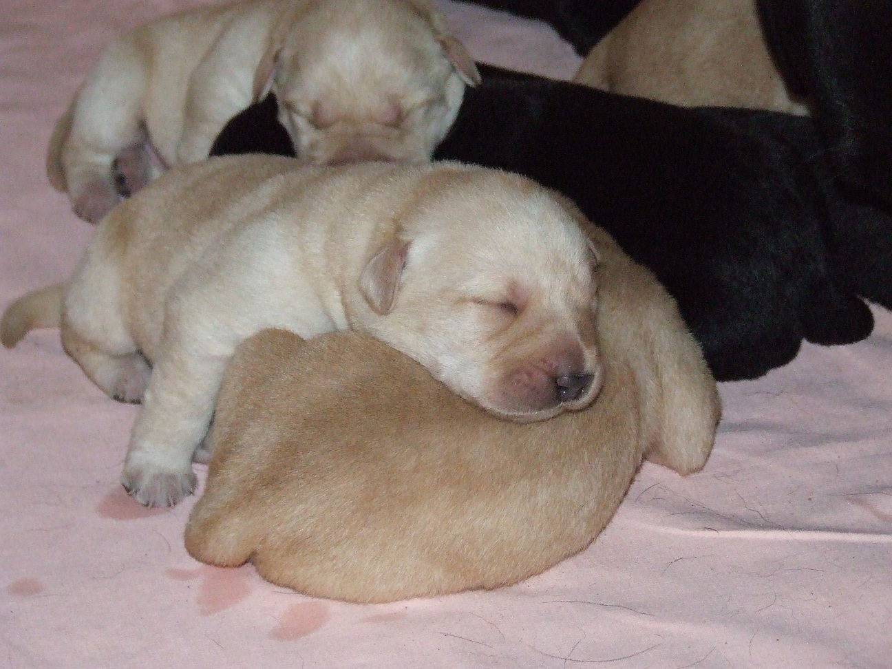 Cuccioli di Labrador Retriever: CUCCIOLI DI LABRADOR a una settimana!!