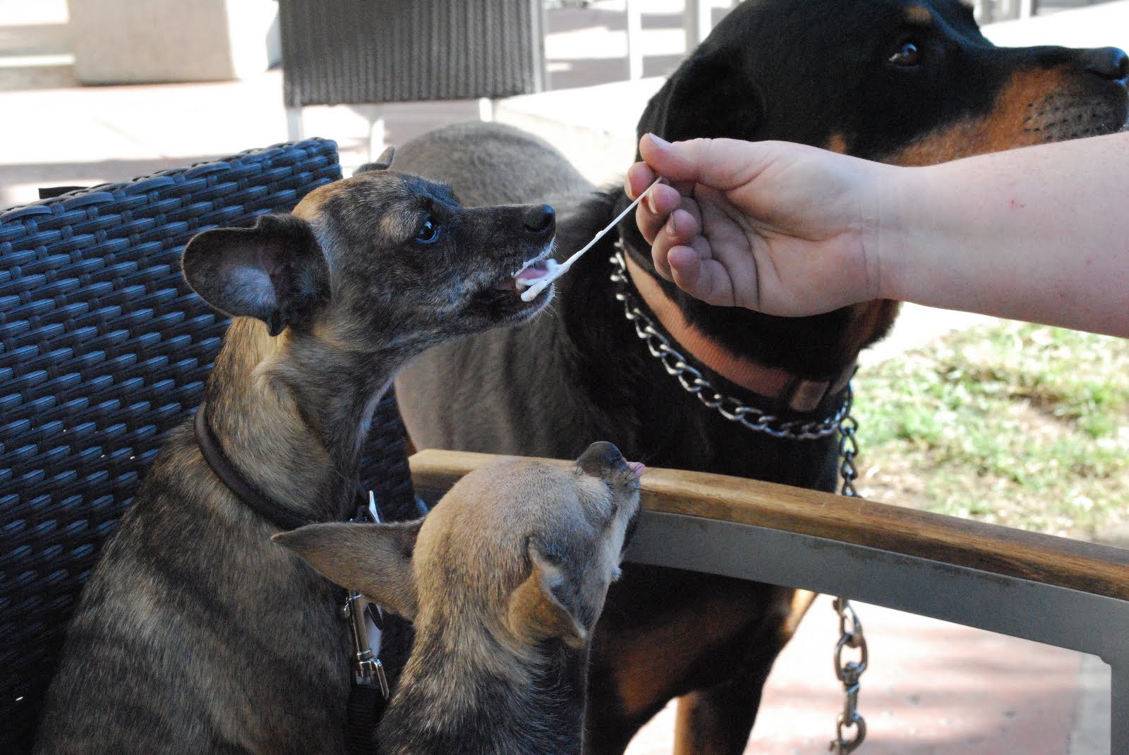 Rottweiler Greyhound Mix