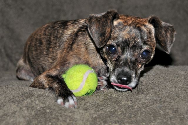 Twinkie Tiny Dog | Teacup Chihuahua | A Dog Blog: Happy Chiweenie