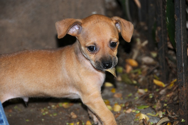 Twinkie Tiny Dog | Teacup Chihuahua | A Dog Blog: A Baby Bro For The ...