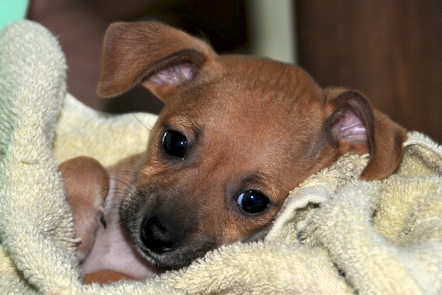 Twinkie Tiny Dog | Teacup Chihuahua | A Dog Blog: A Baby Bro For The ...