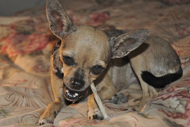 Twinkie Tiny Dog | Teacup Chihuahua | A Dog Blog: Nov 20, 2010