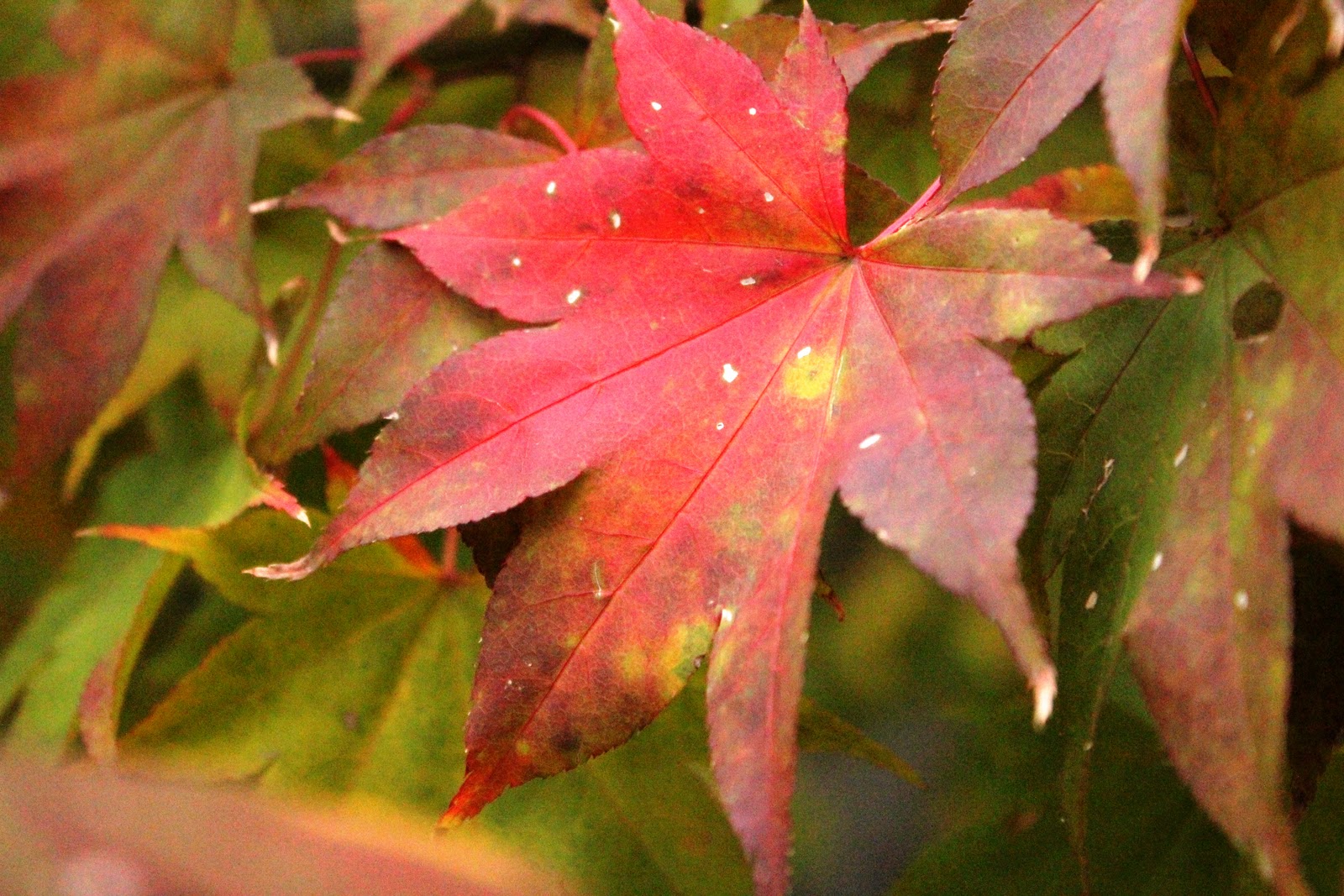 weLL, keMunCup is kEmunCup ^^,: mOhabbatein