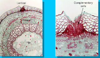 biologi untuk semua: Lebar Celah Lentisel