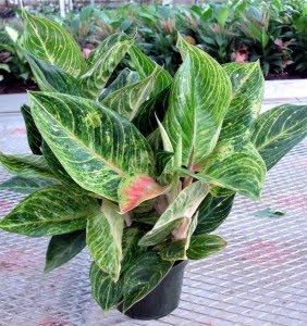 Budidaya Bunga Aglaonema - Medicinal Plants