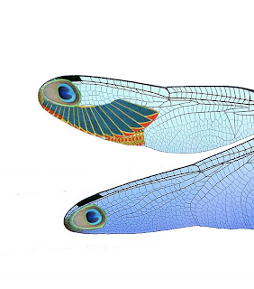 Asia Dragonfly: Finalized Design of Our Wings. (made on photoshop)