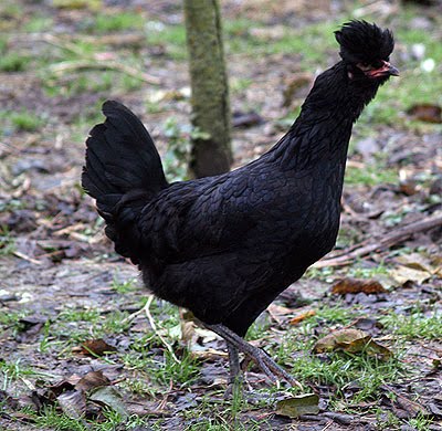 Oryctes.com - the (english) blog: Poultry - The Polverara Hen, the ...